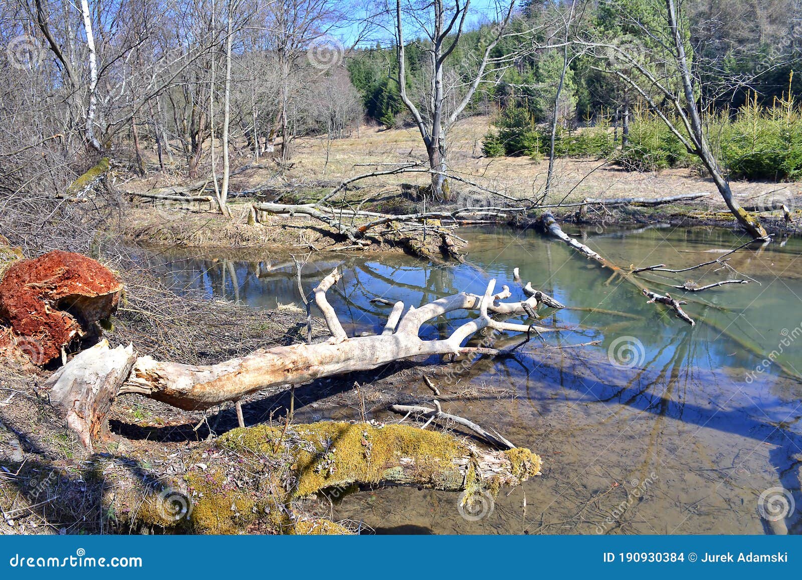 Trees cut by beavers stock photo. Image of design, pattern - 190930384