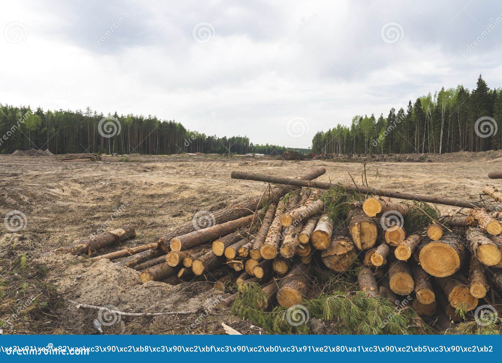 Trees are Cut Down, Deforestation for Construction, Stock Photo - Image ...