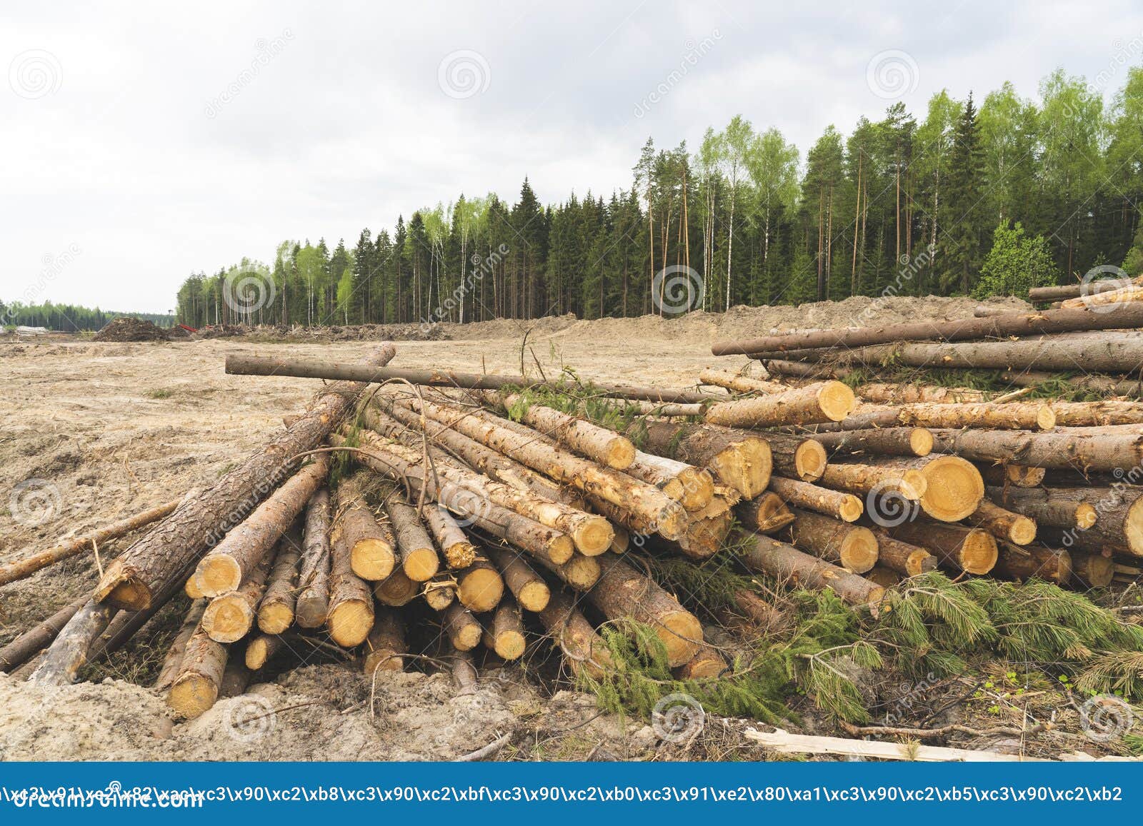 Trees are Cut Down, Deforestation for Construction, Stock Image - Image ...