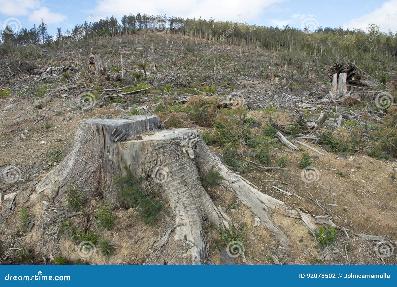 Trees cut down stock photo. Image of tasmanian, milled - 92078502