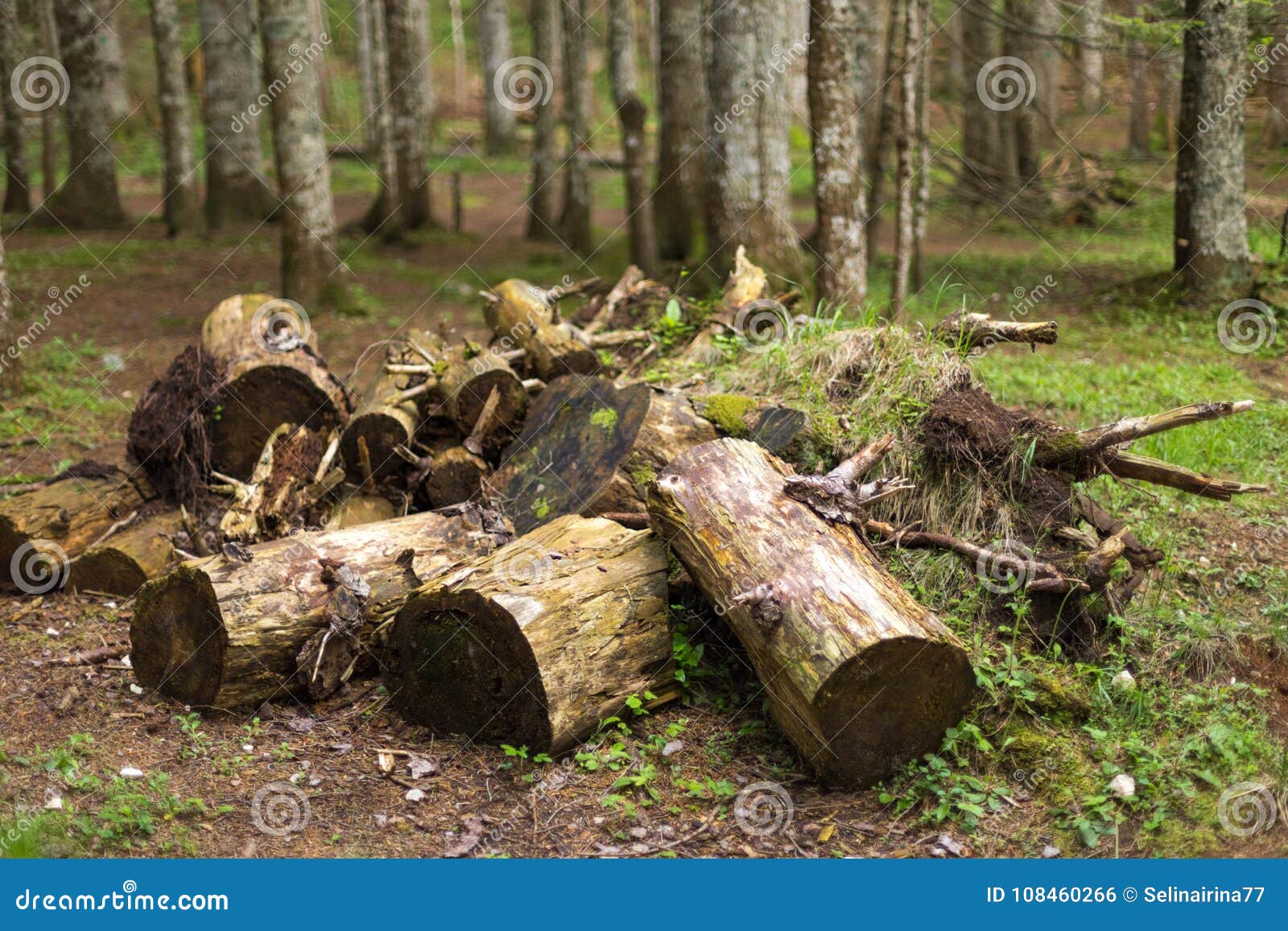 Trees are Cut Down in the Forest, Deforestation and the Concept of ...