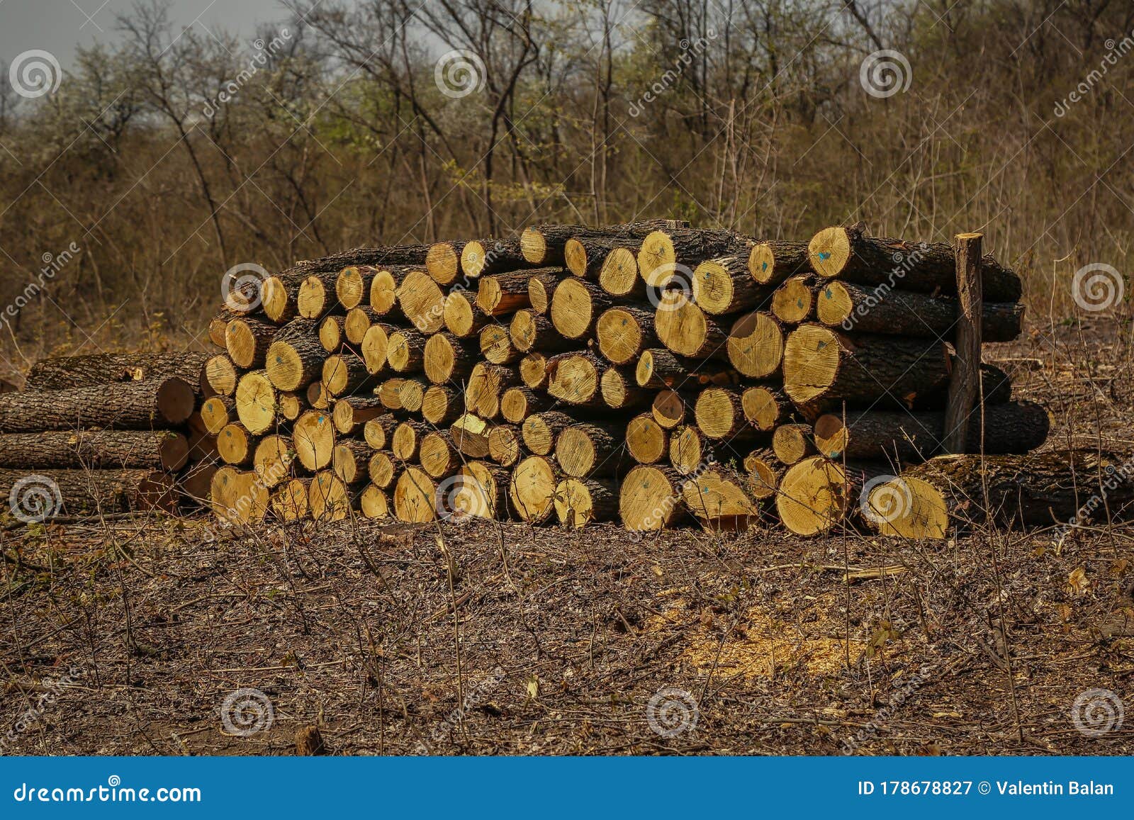Trees Cut Down in the Forest. Stock Image - Image of energy, harvest ...