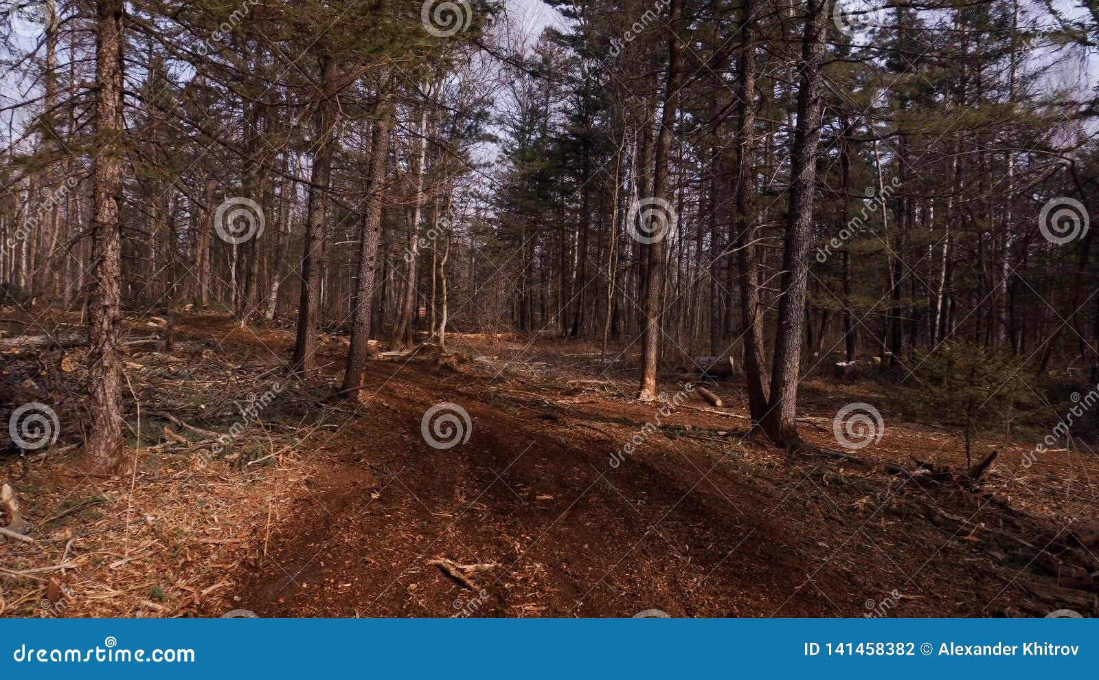 Trees Cut Down in the Taiga. Place after Cutting Trees Stock Footage ...
