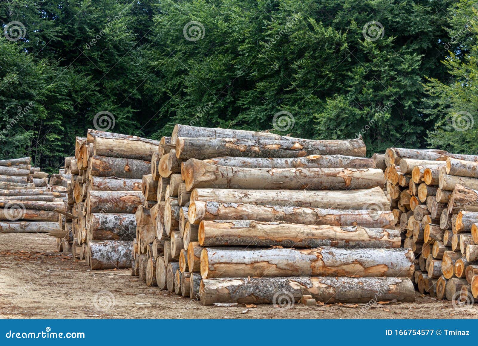 Trees Cut in the Forest. Tree Stumps Stacked Stock Image - Image of ...