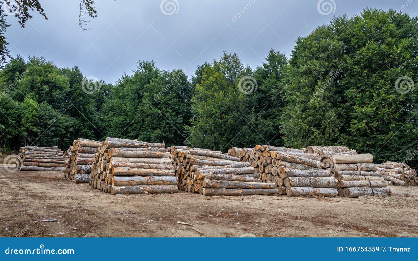 Trees Cut in the Forest. Tree Stumps Stacked Stock Image - Image of ...
