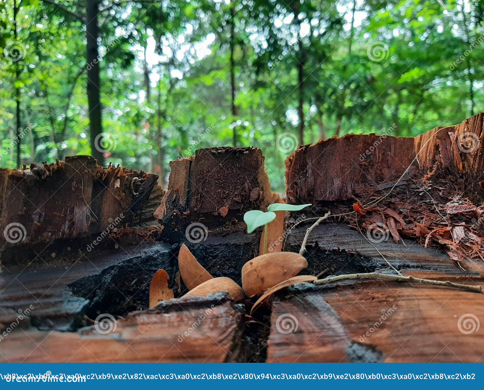 The Trees are Cut and Grow Naturally Beautiful. Stock Photo - Image of ...