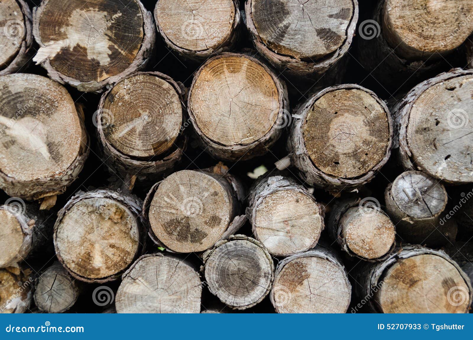 Trees Cut Section for Background Texture Stock Image - Image of ...