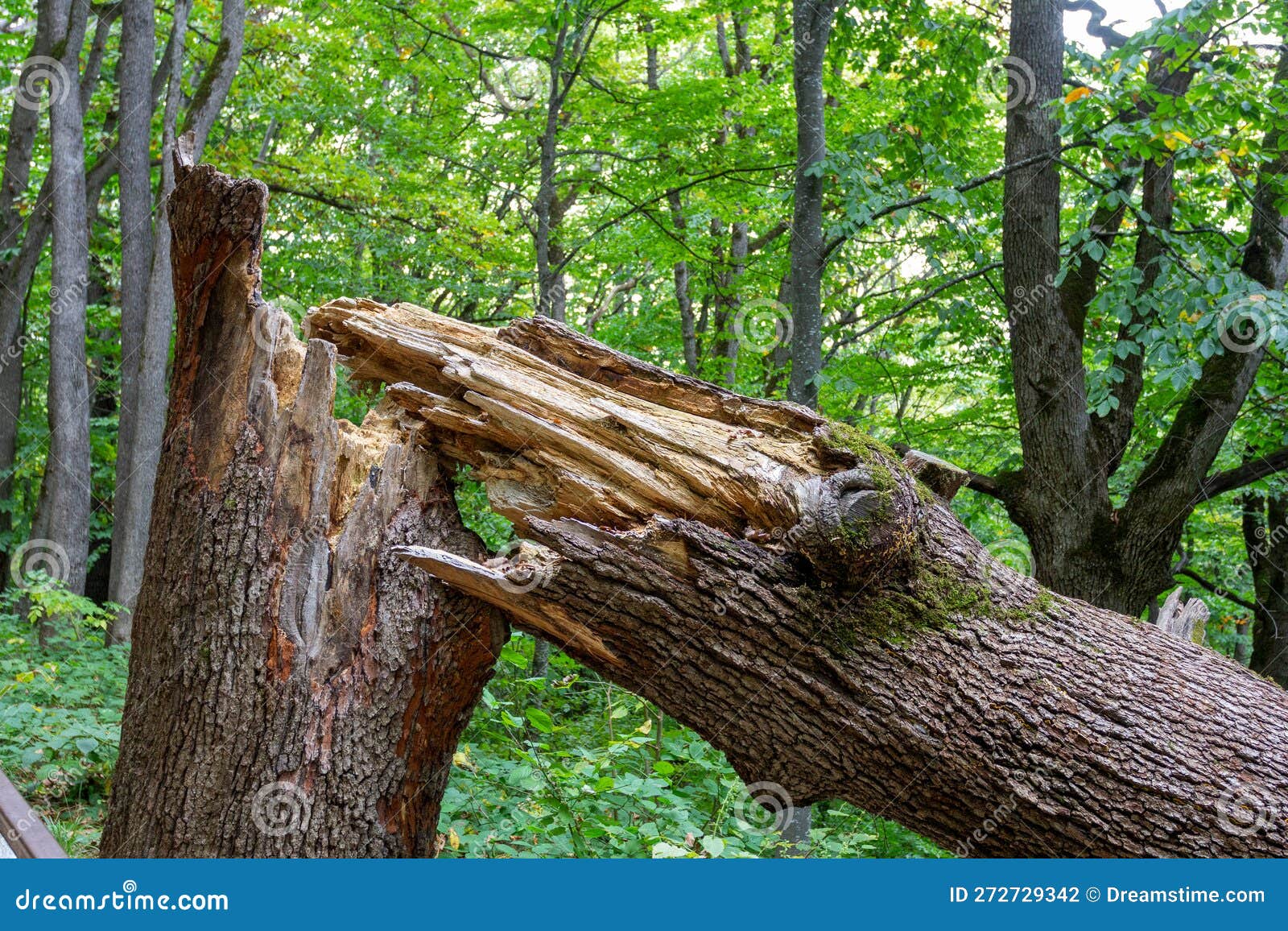 Trees Damaged and Died from Trunk Disease, Rotting in the Forest. Stock ...