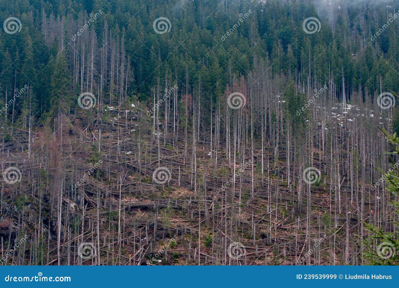 Trees Damaged by the Hurricane in the Forest Stock Image - Image of ...