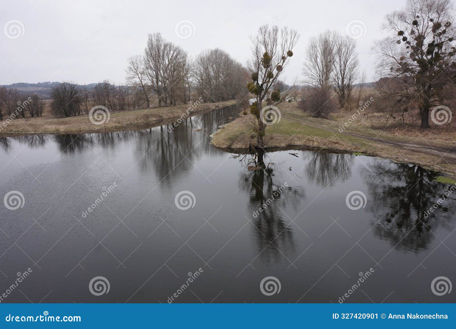 Trees Damaged by Mistletoe on the Banks of the Tyasmin River. Stock ...