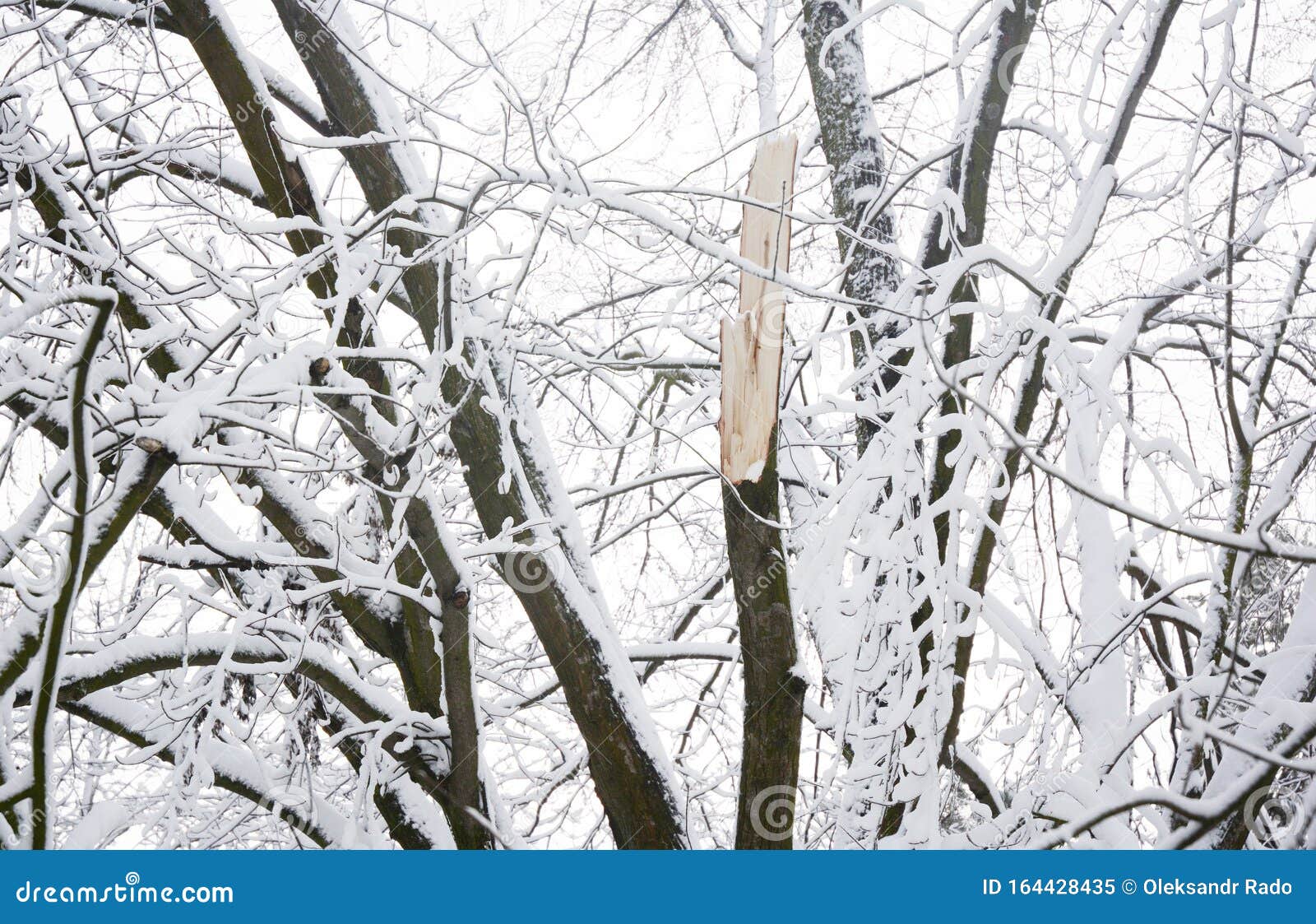 Trees Damaged from Snow and Ice. Snow Damaged Trees Stock Image - Image ...