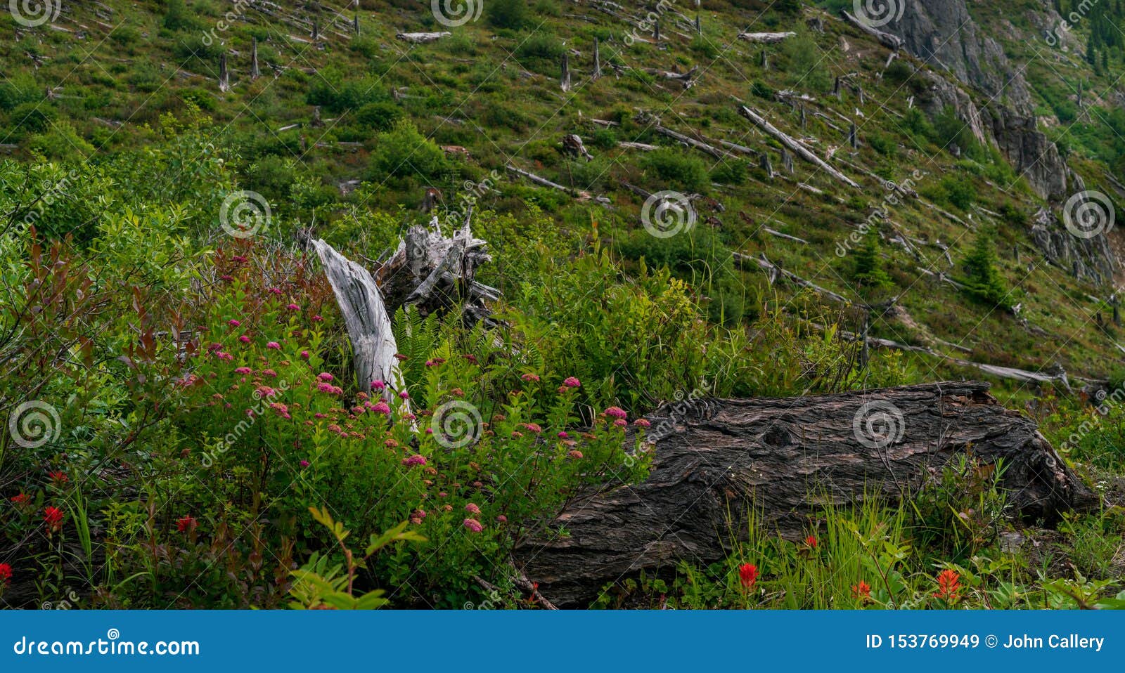 Trees Damaged by Volcano at Mount Saint Helens Stock Image - Image of ...