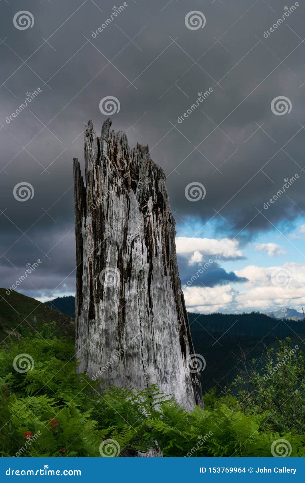 Trees Damaged by Volcano at Mount Saint Helens Stock Photo - Image of ...