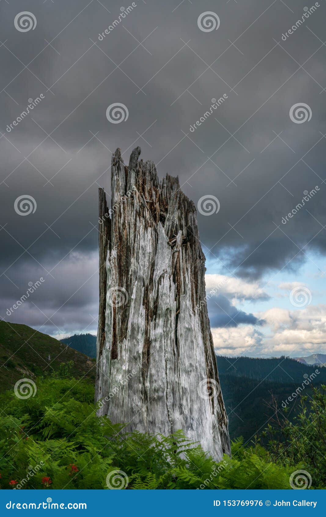 Trees Damaged by Volcano at Mount Saint Helens Stock Photo - Image of ...