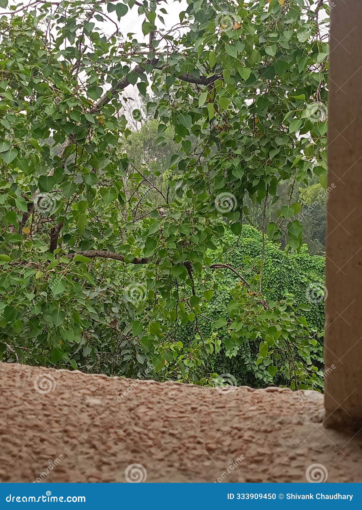 Trees are Dancing in the Crazy Weather Stock Photo - Image of forest ...