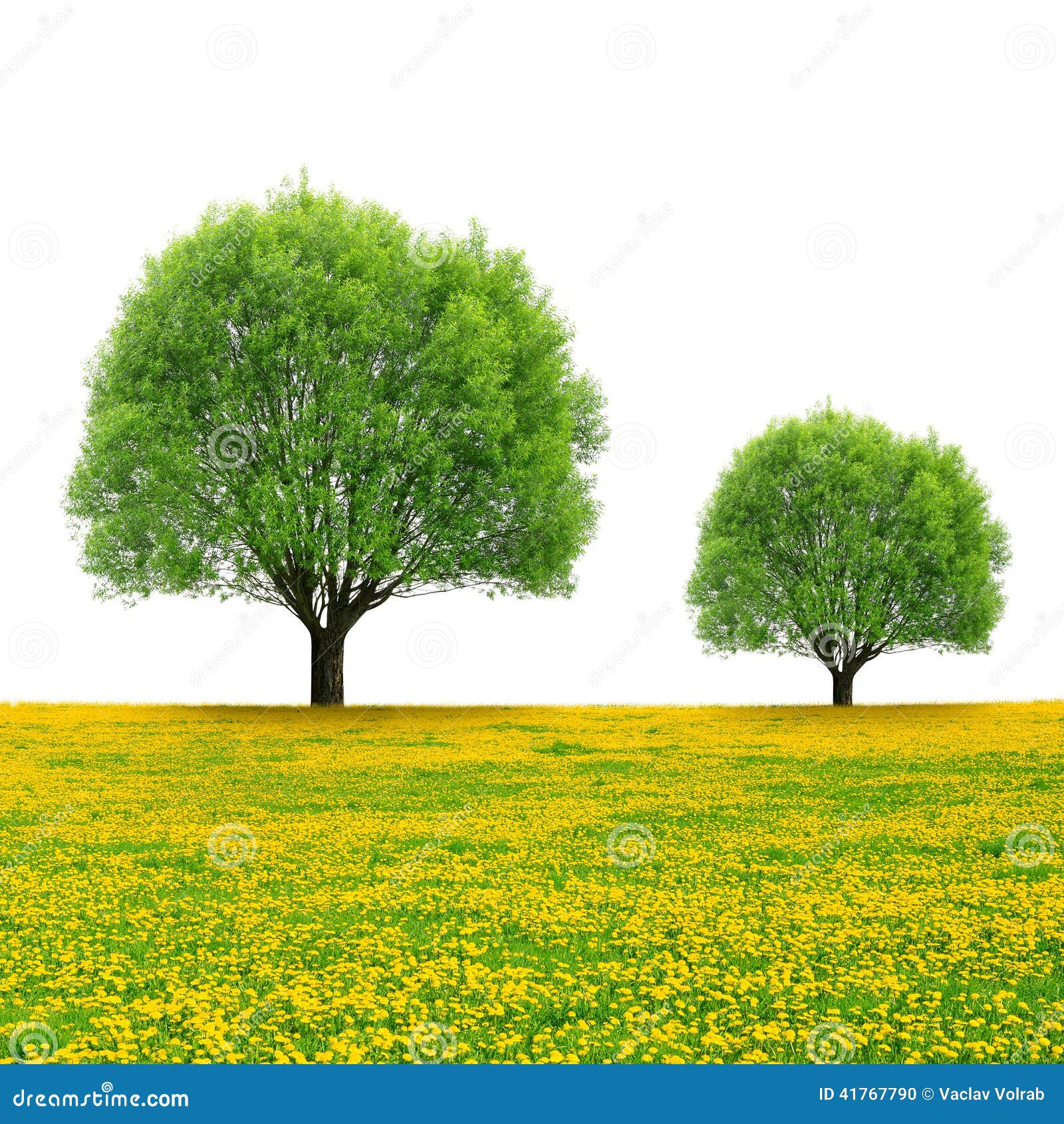 Trees on dandelion field stock photo. Image of green - 41767790