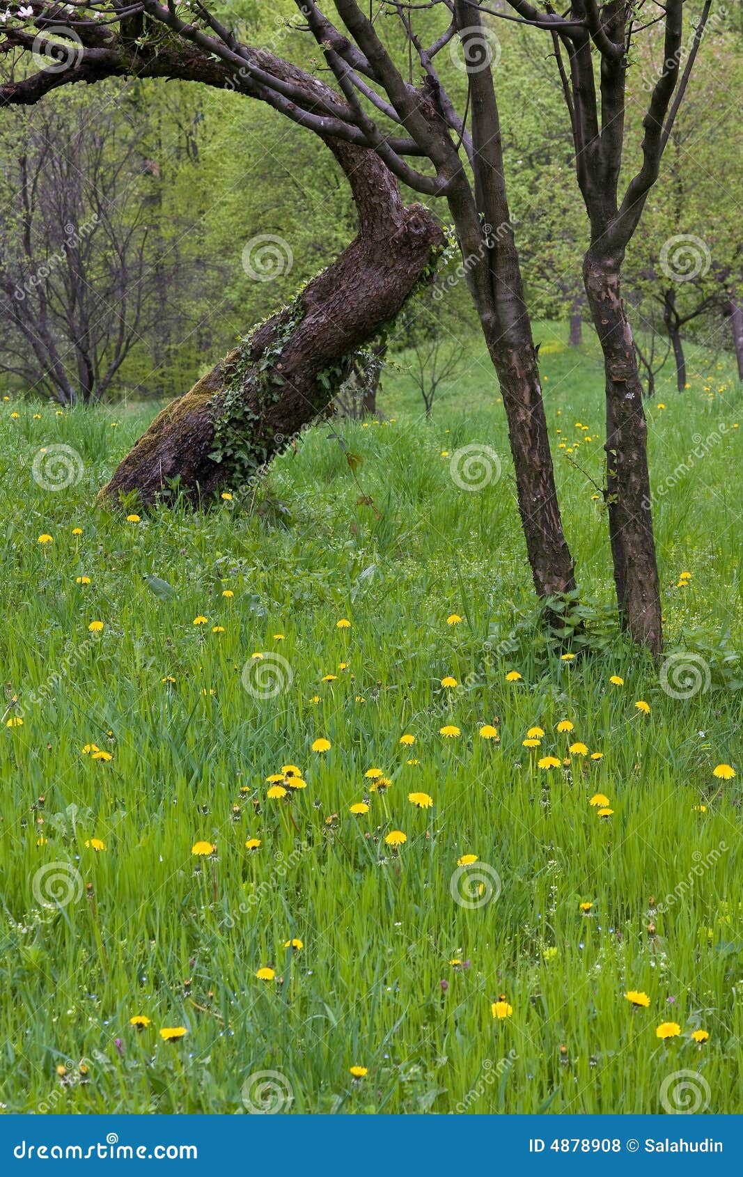 Trees and dandelions stock photo. Image of agriculture - 4878908