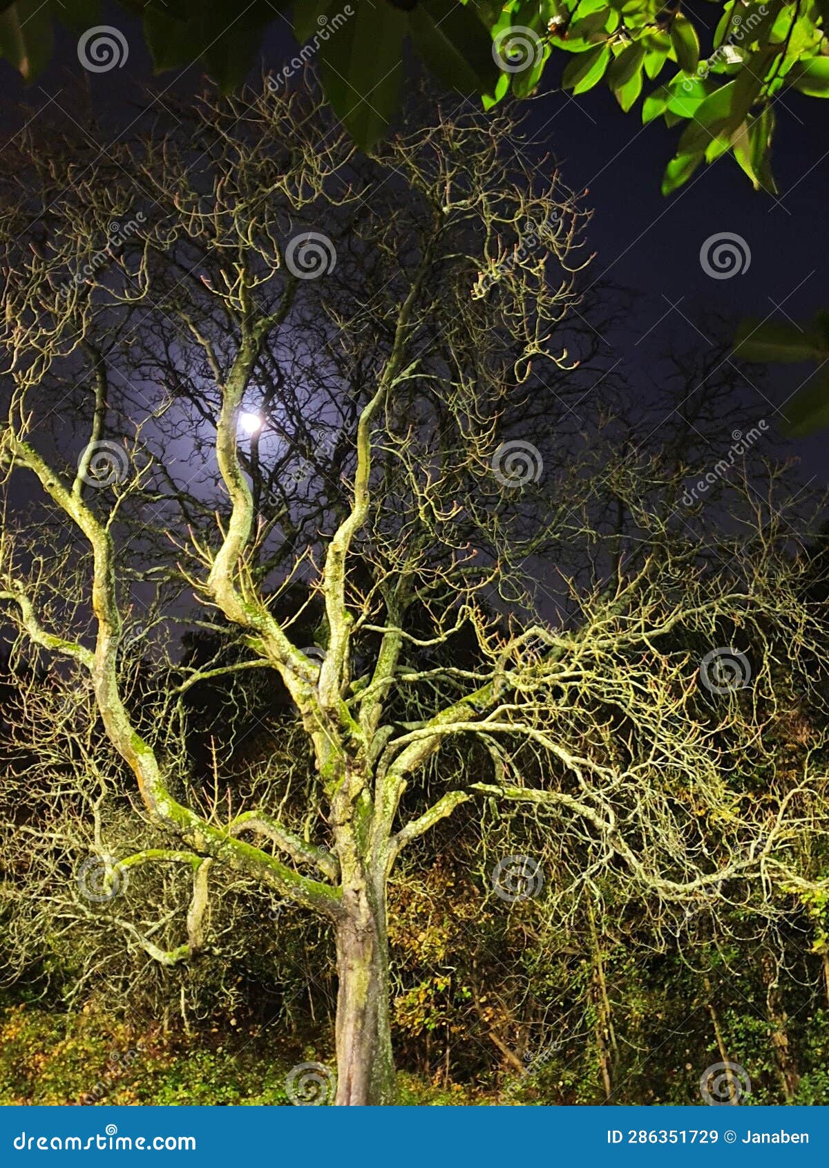 Trees in the Dark with Beautiful Sky and Night Light Stock Image ...