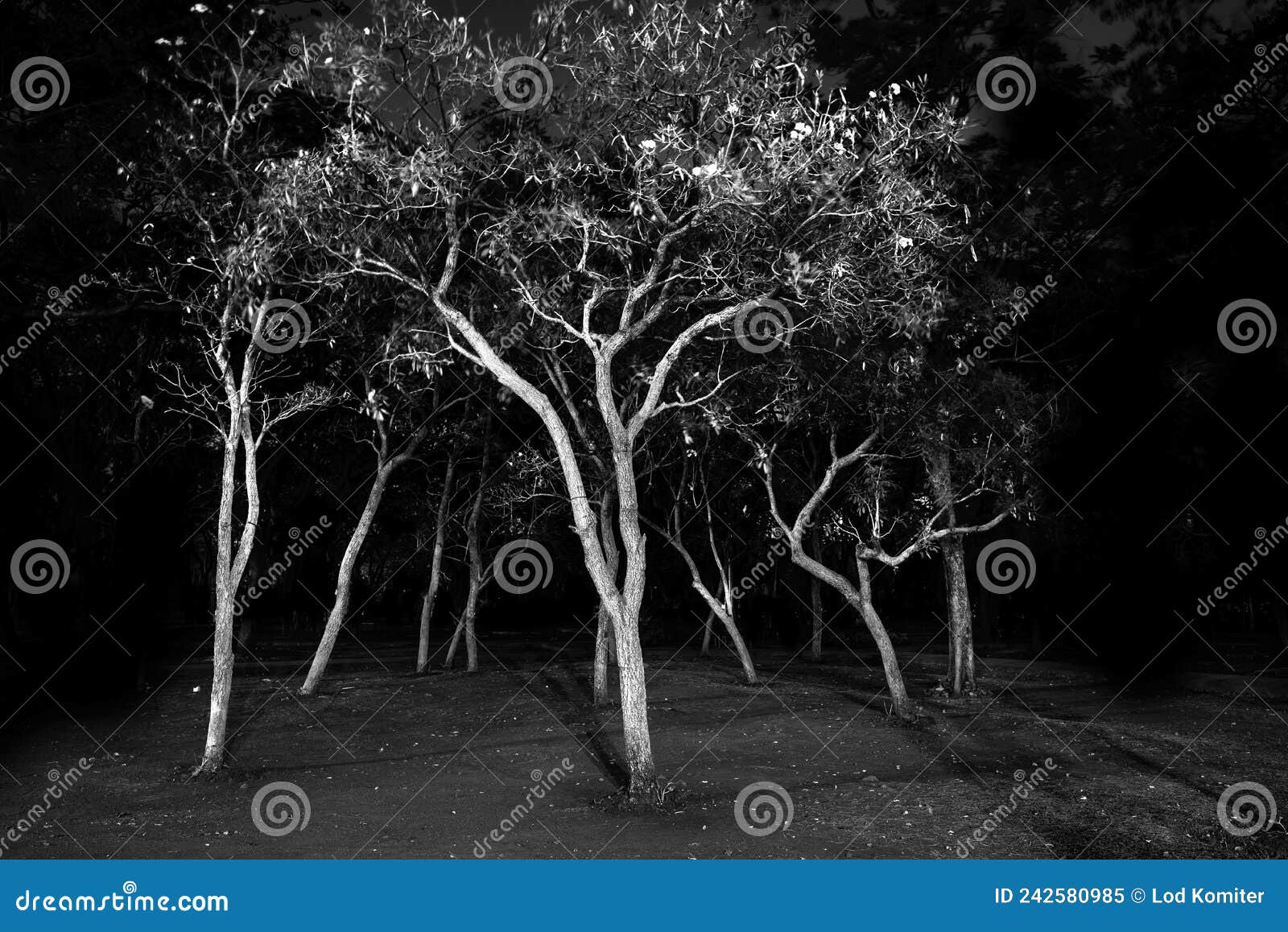 Trees in the dark night stock image. Image of sunlight - 242580985