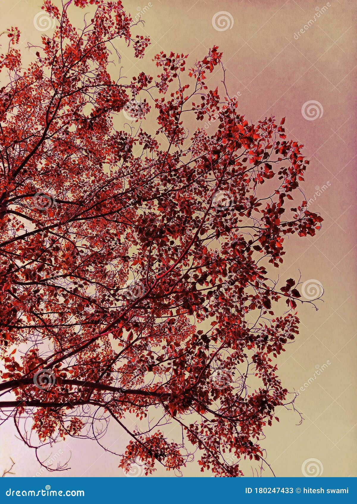 Trees of dark red leaves. stock image. Image of wallpaper - 180247433