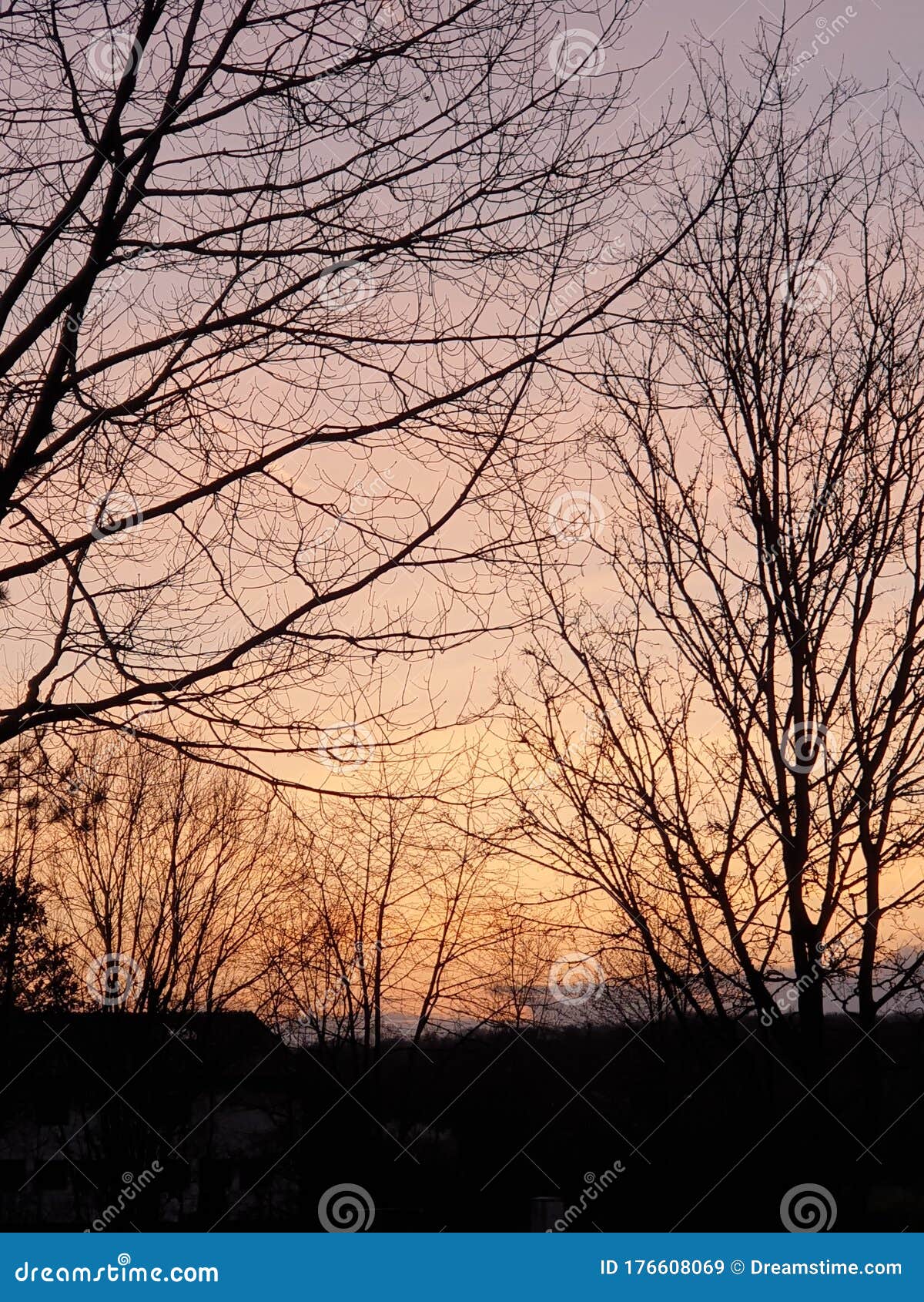 Trees and Dawn stock image. Image of branches, trees - 176608069