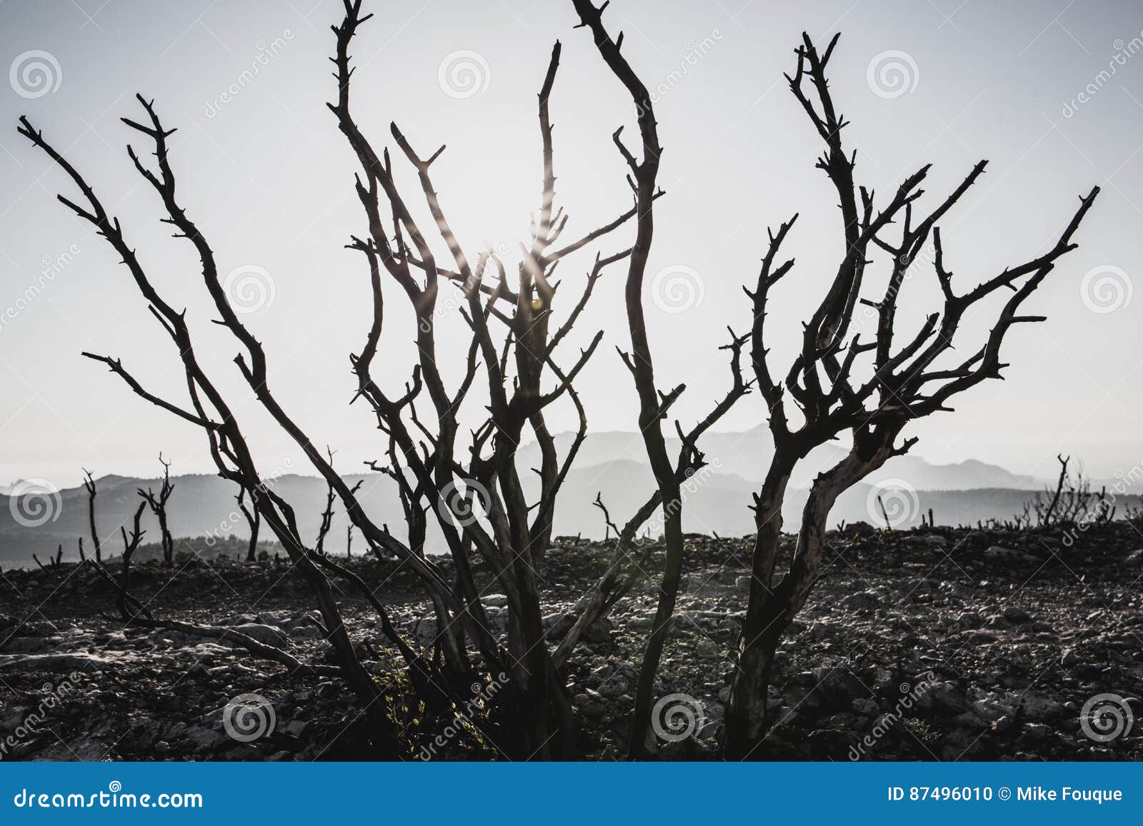 Trees Dead backlight stock photo. Image of france, silhouette - 87496010