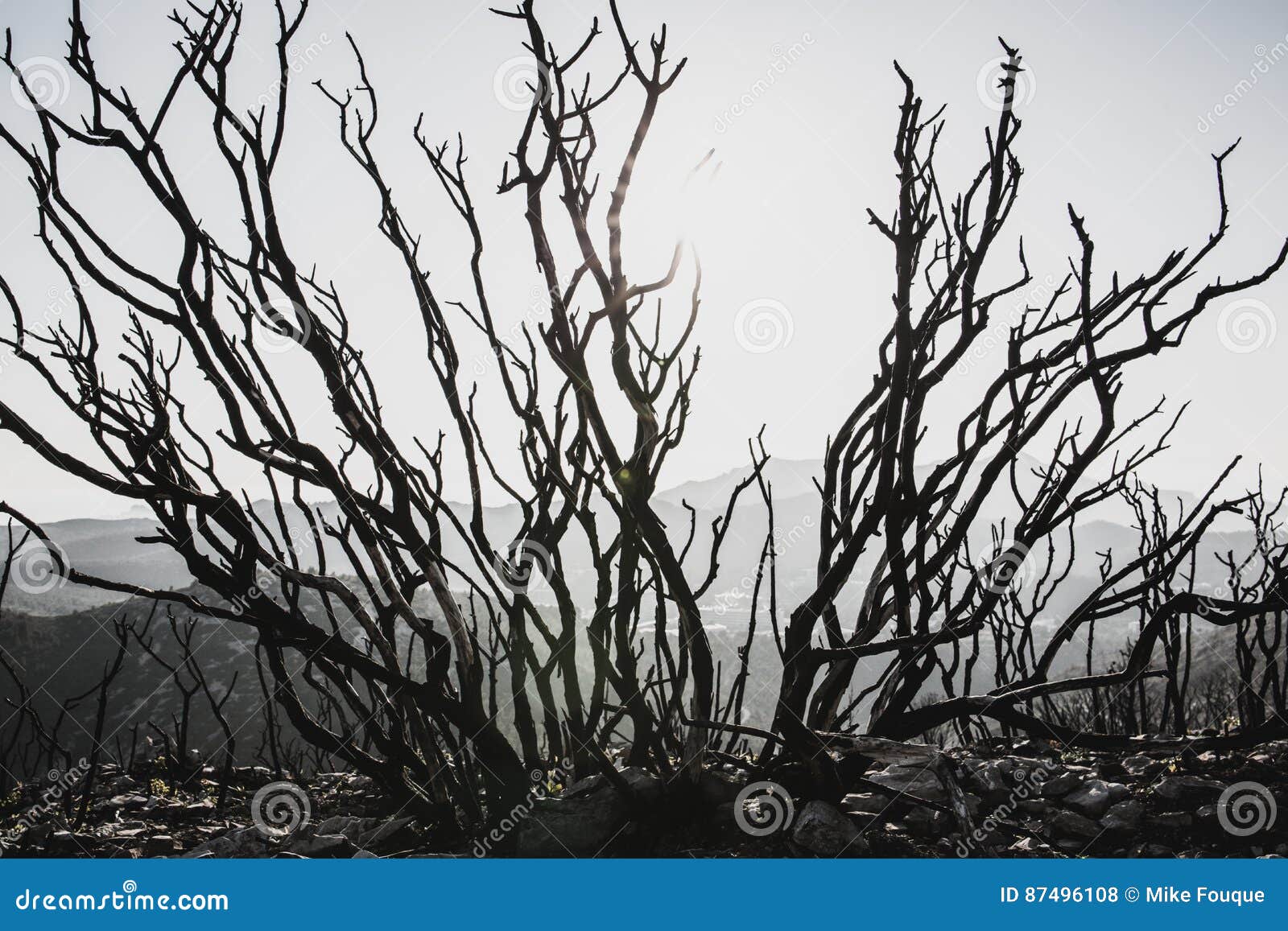 Trees Dead And Alive In The Mist Stock Photography | CartoonDealer.com ...