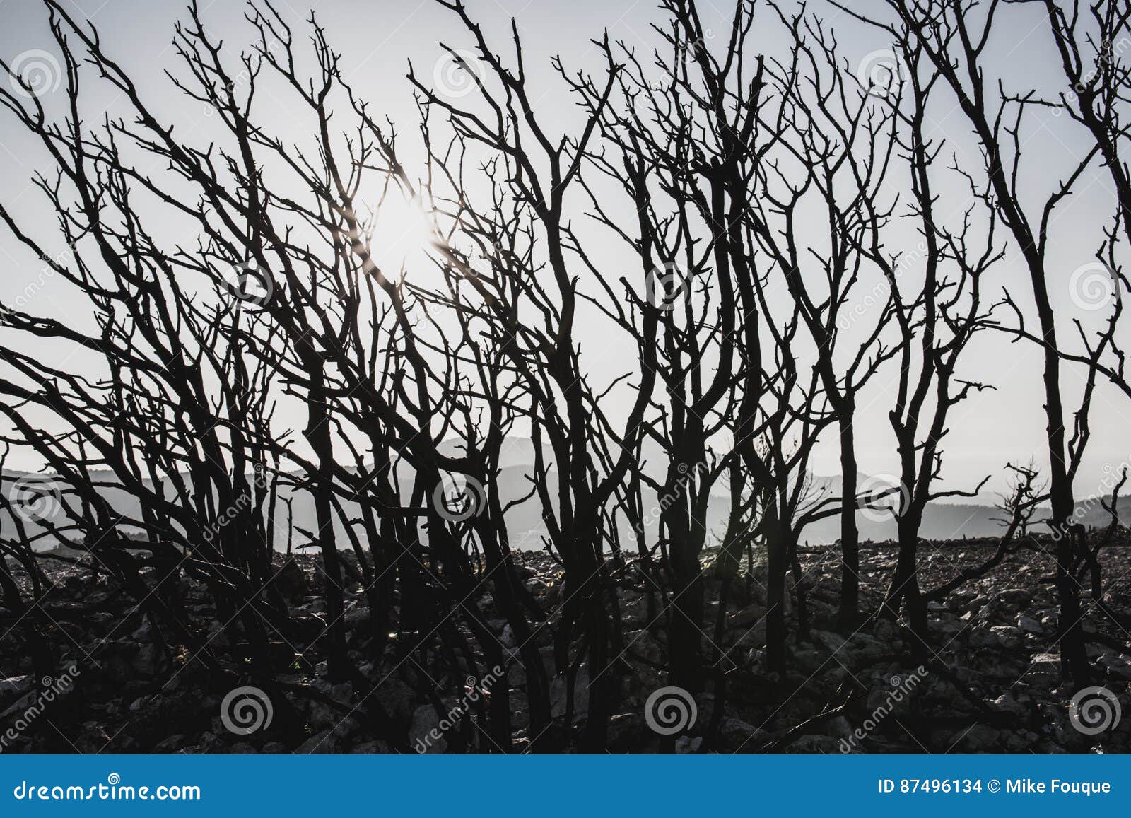 Trees Dead backlight stock photo. Image of gineste, hill - 87496134
