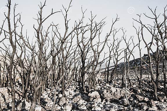 Trees Dead backlight stock photo. Image of hill, environment - 87496224