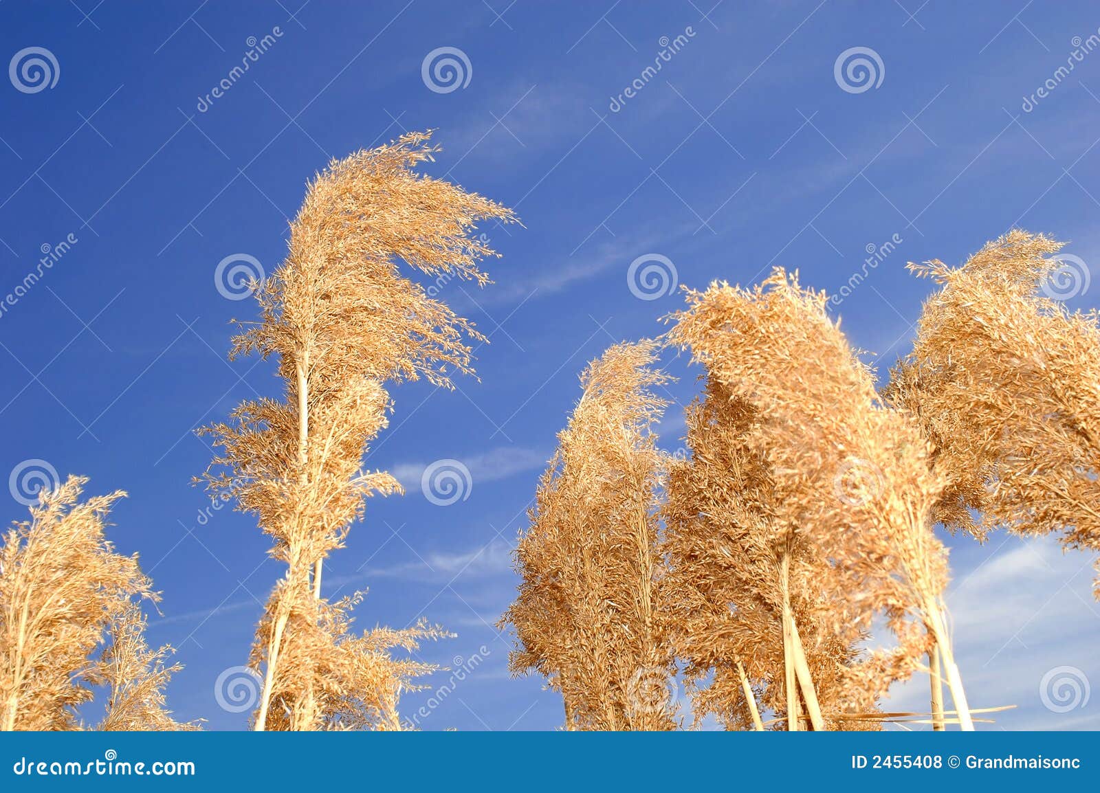 Trees with dead leaves stock photo. Image of blue, outside - 2455408