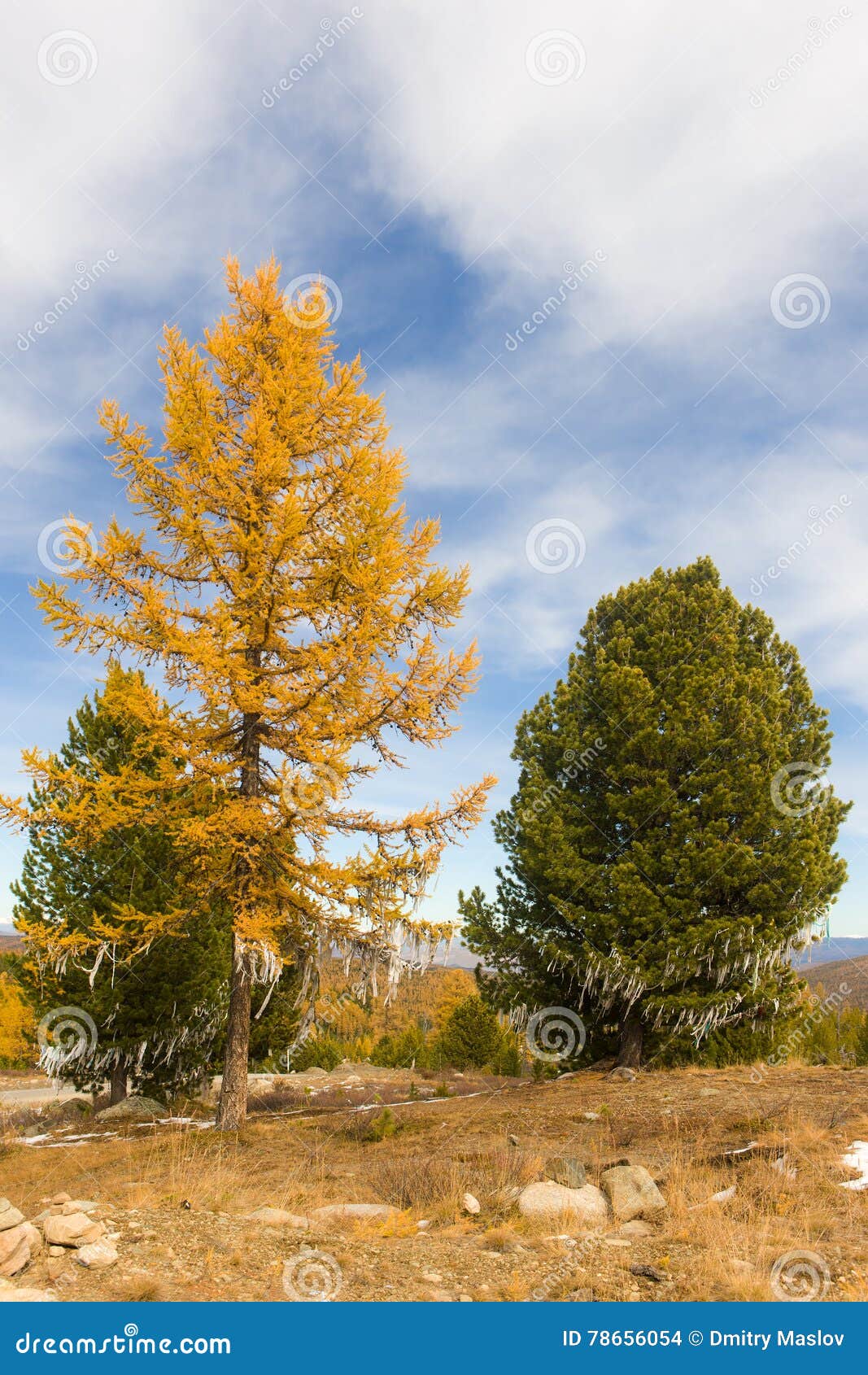 Trees Decorated with White Ribbons Stock Photo - Image of nature ...