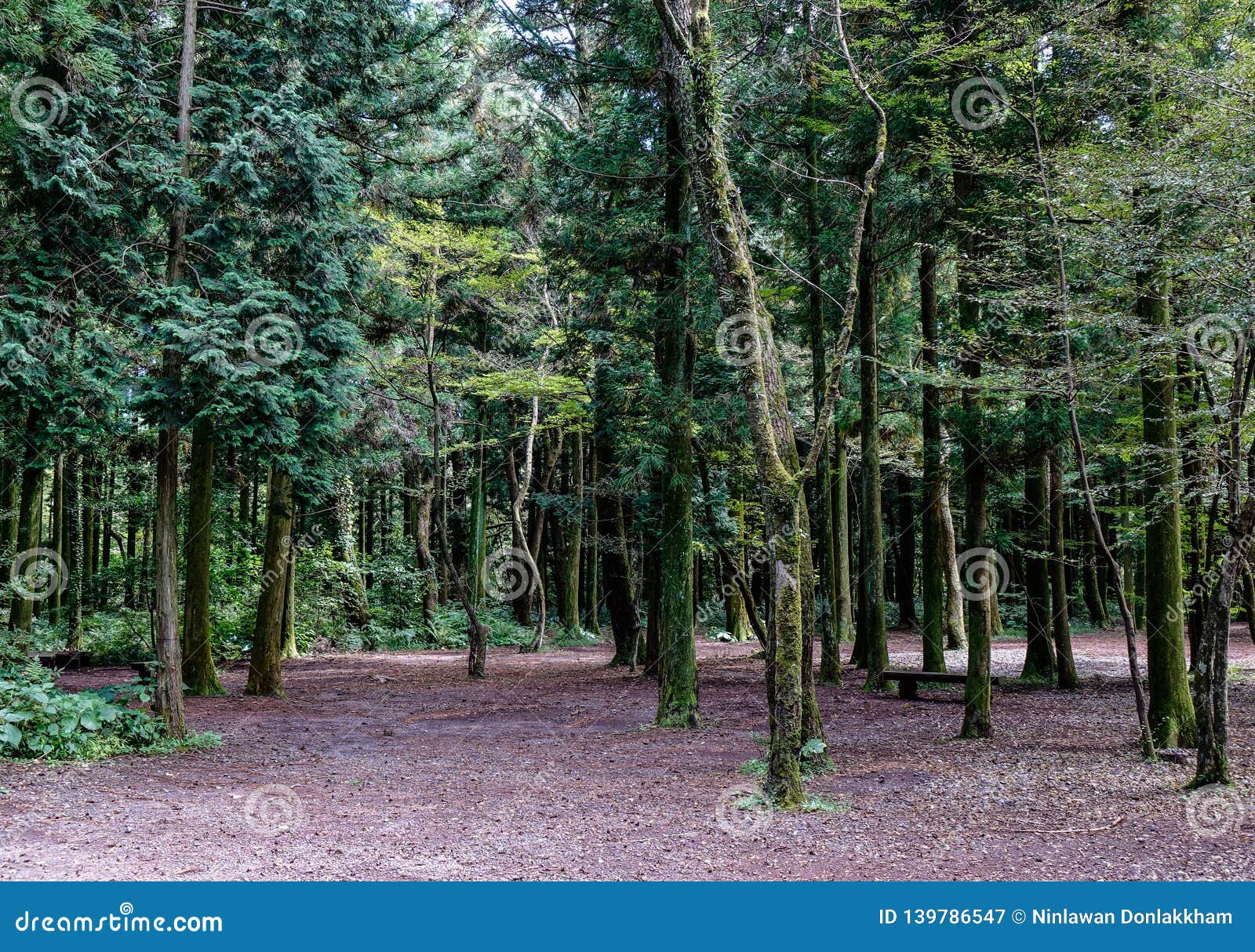 Trees in deep forest stock image. Image of shine, light - 139786547