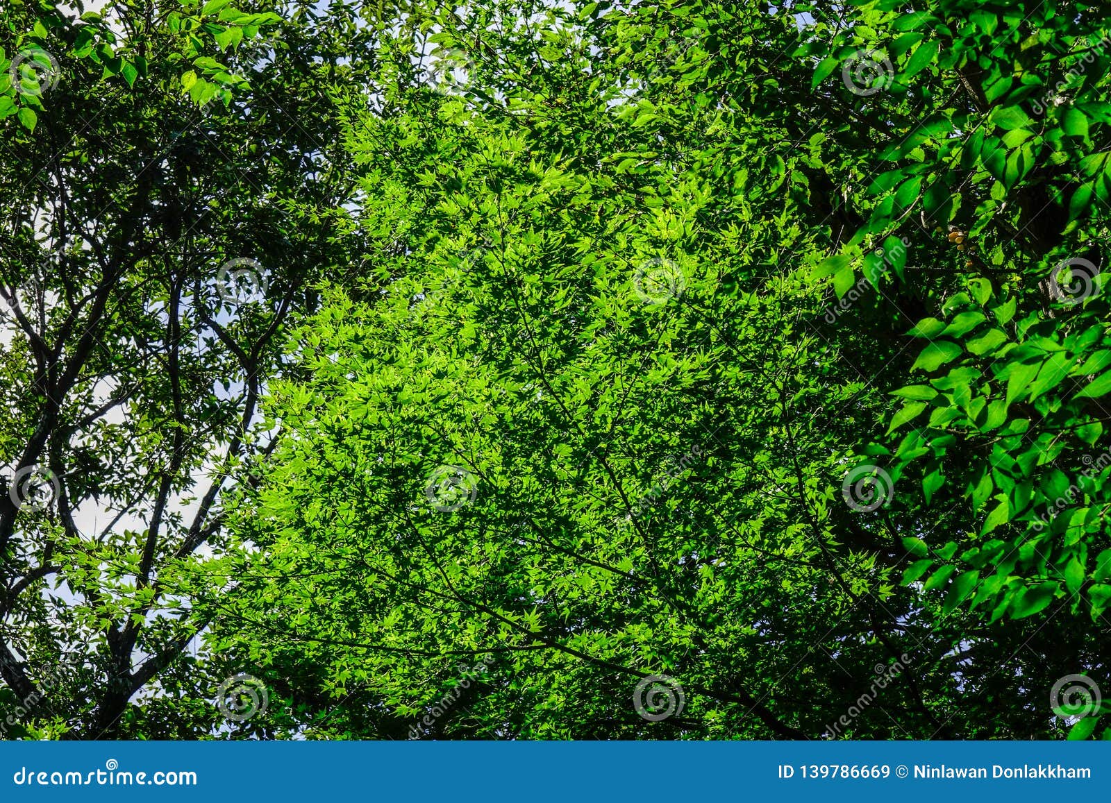 Trees in deep forest stock image. Image of green, daylight - 139786669