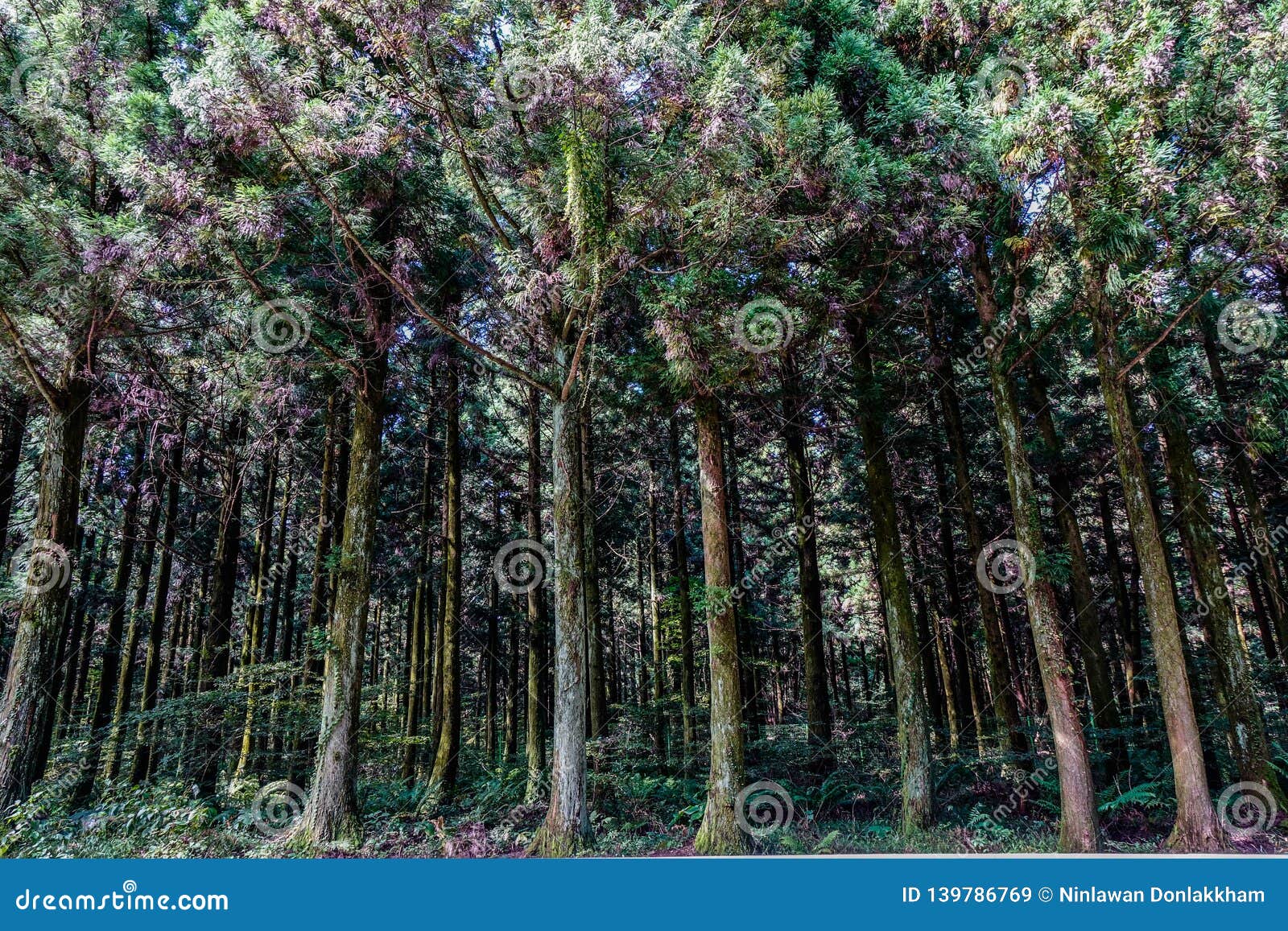 Trees in deep forest stock image. Image of pathway, branches - 139786769