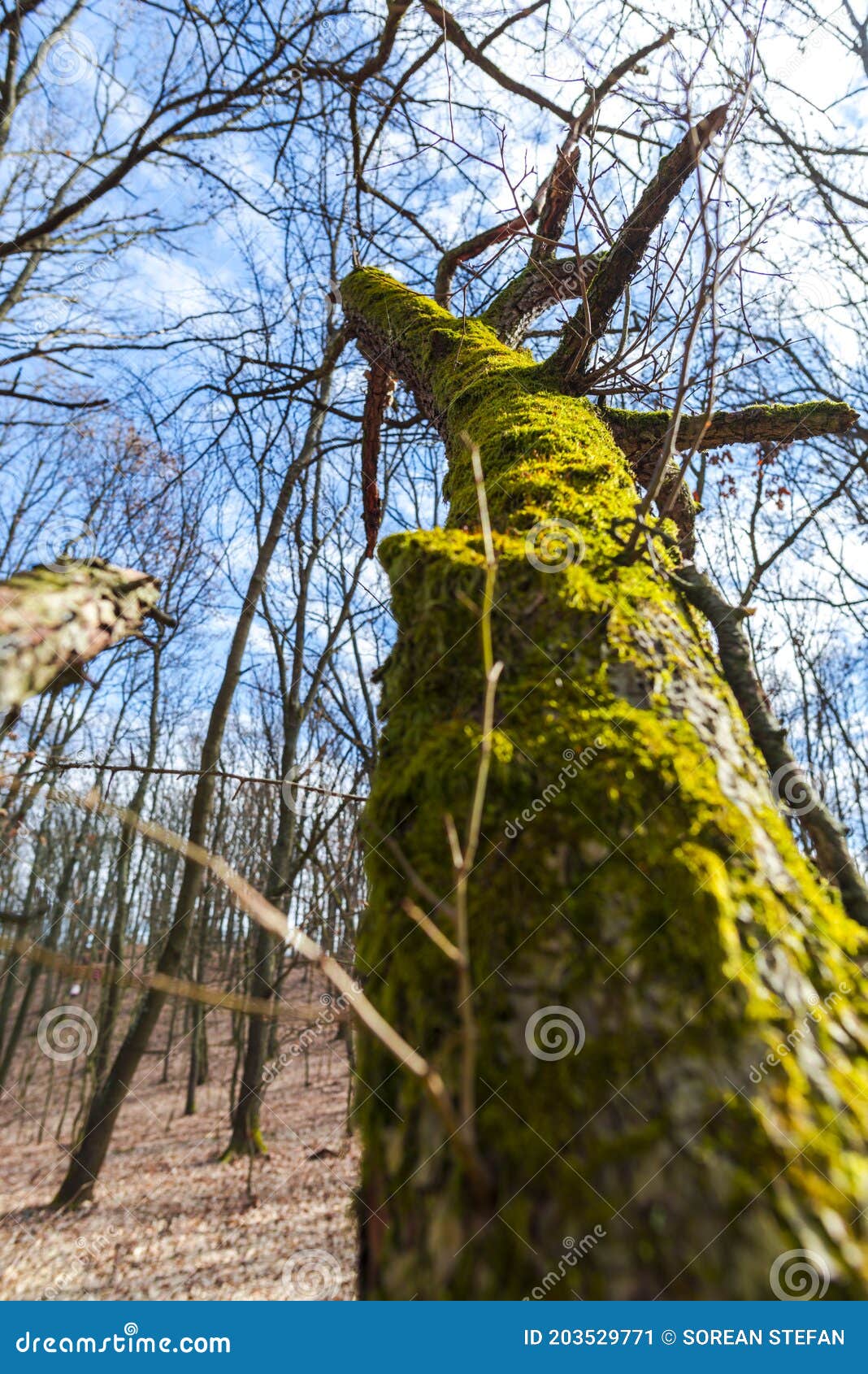 Trees in the deep forest stock image. Image of environment - 203529771