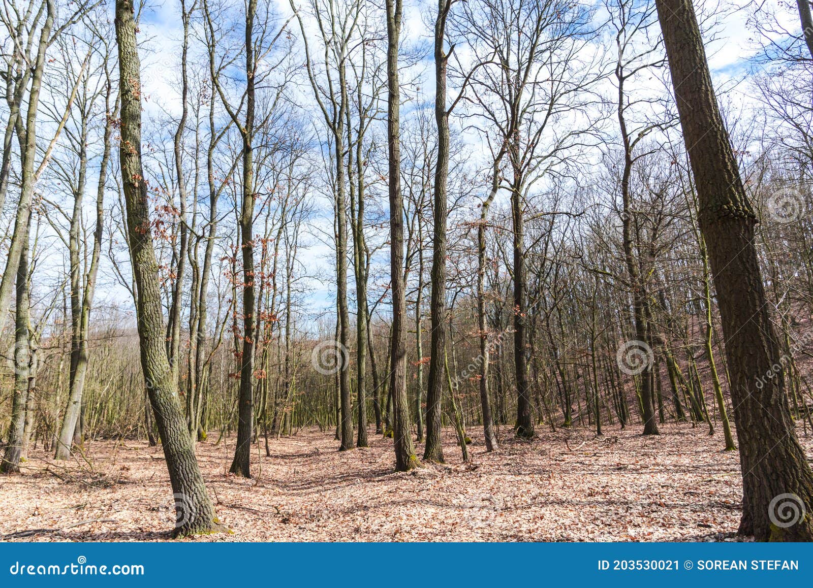 Trees in the deep forest stock image. Image of landscape - 203530021