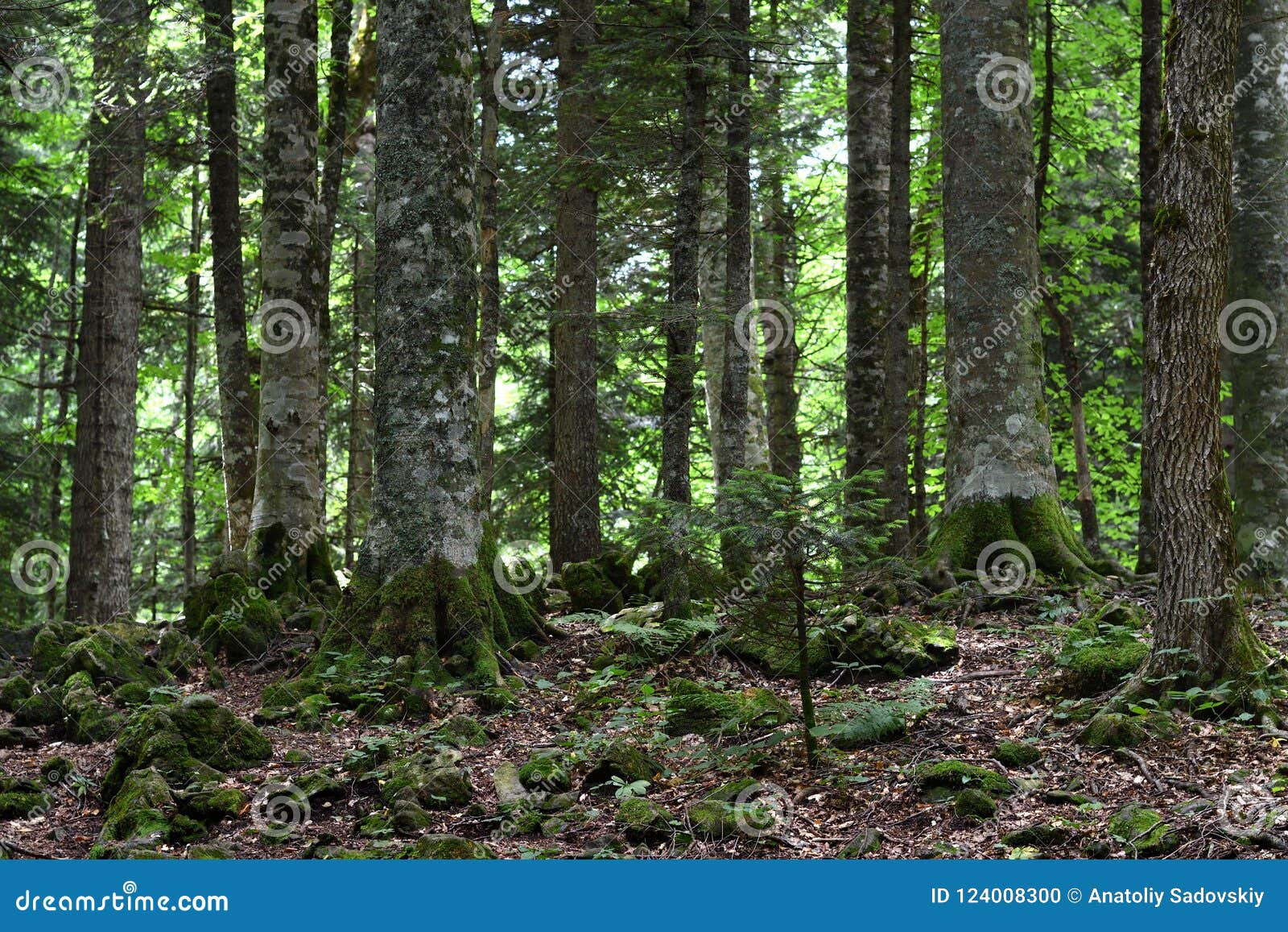 Trees in deep forest stock photo. Image of north, trees - 124008300