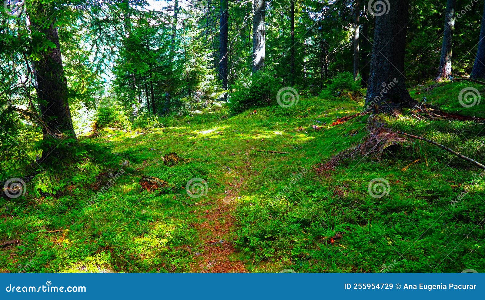 Trees from Deep Green Woodland Forest Stock Image - Image of generic ...