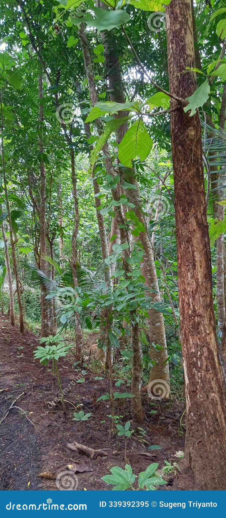 The Trees are Dense with Dense Foliage. Mixed with Food Plants and ...