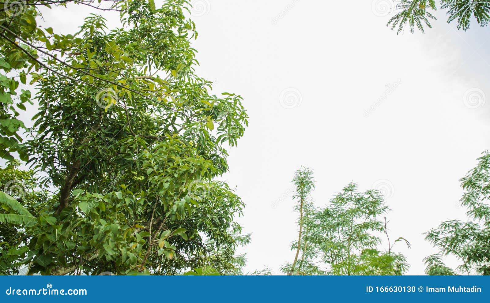 Trees with Dense Leaves in Isolated Mode Stock Photo - Image of ...