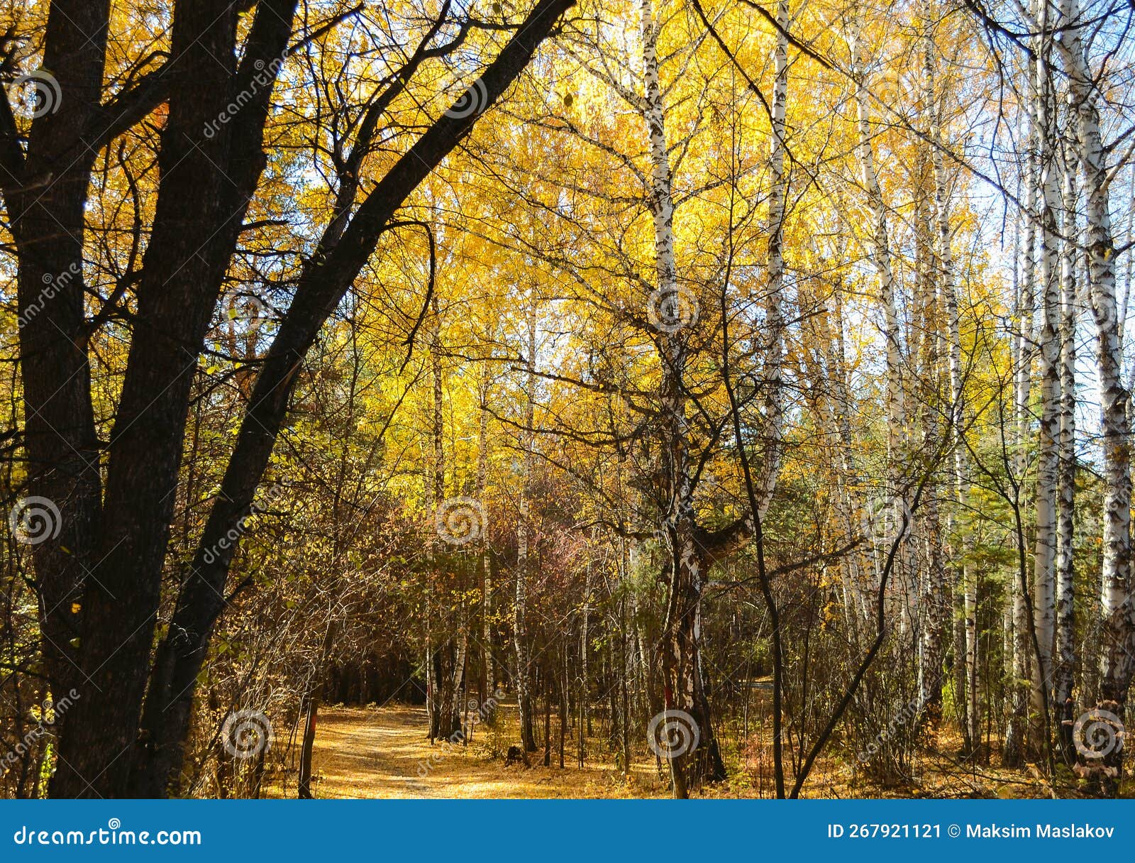 Trees in the Dense Thicket of the Autumn Forest Stock Image - Image of ...