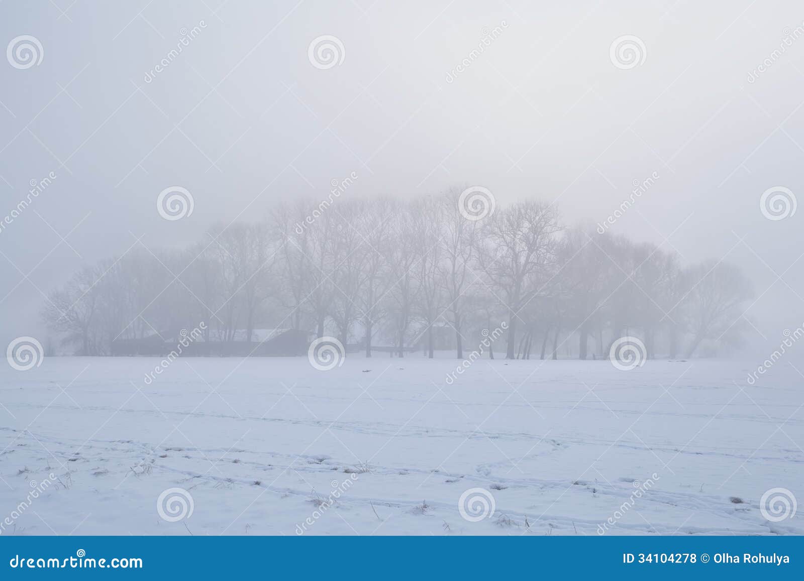 Trees in dense winter fog stock photo. Image of background - 34104278