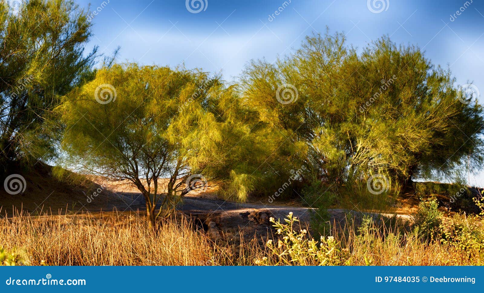 Trees in a Desert Landscape Stock Image - Image of grass, clouds: 97484035