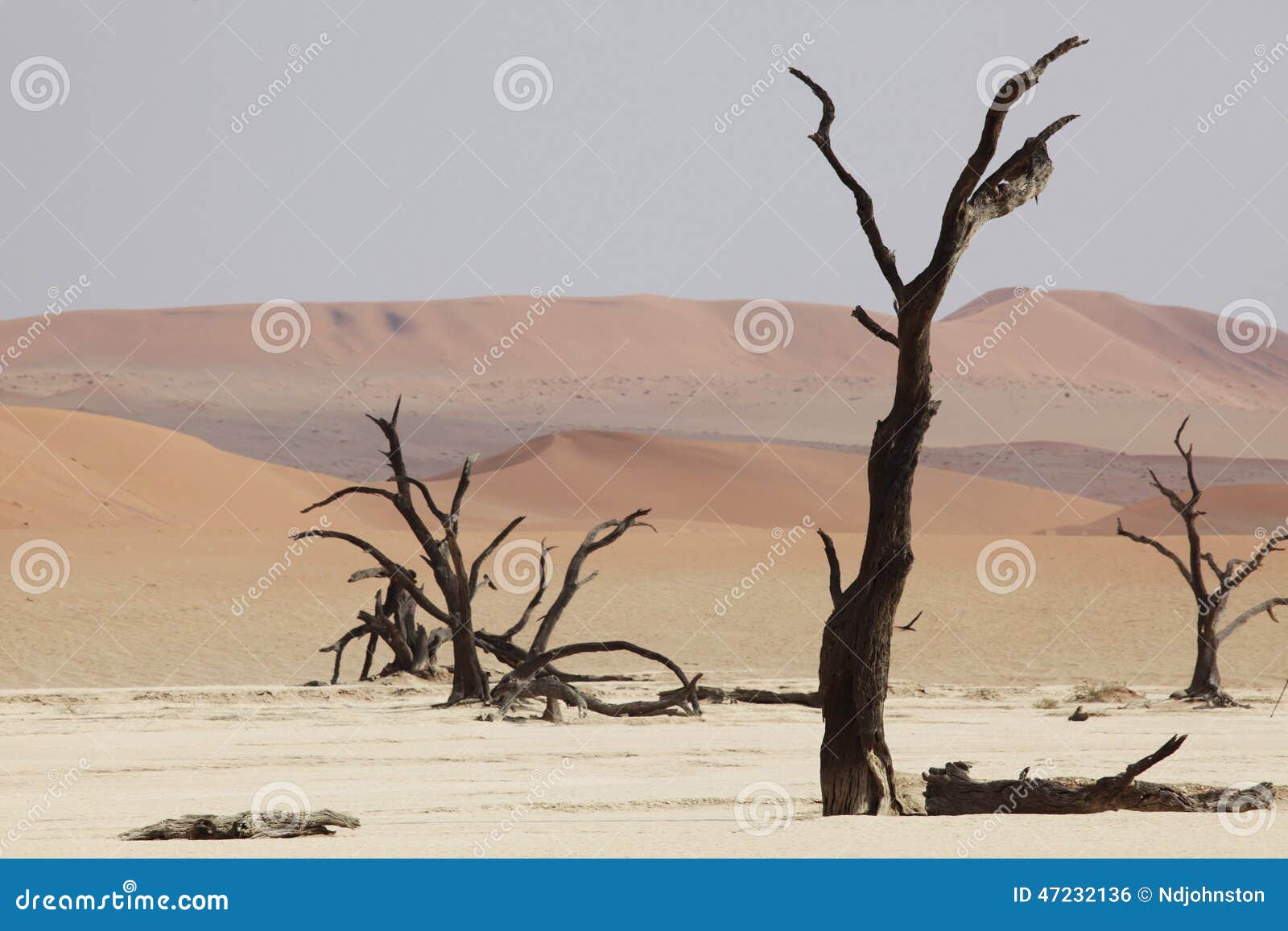Trees in the desert stock photo. Image of landscape, sand - 47232136