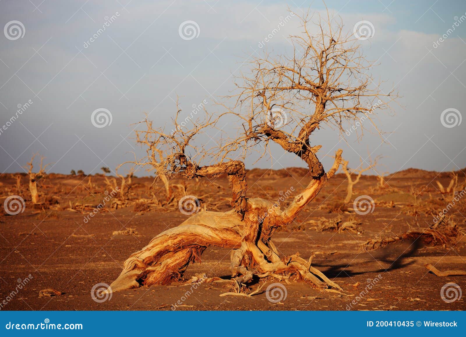 Trees in a Desert in Xinjiang, China Stock Image - Image of color, dune ...