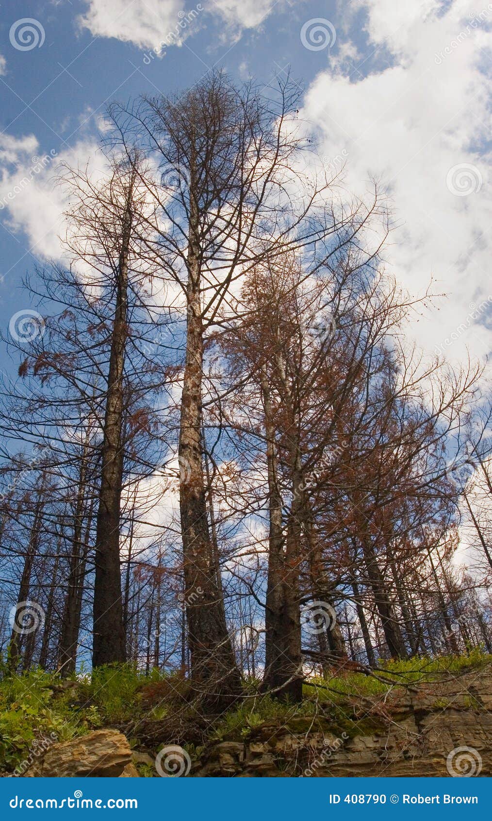 Trees devastated by fire stock photo. Image of devastated - 408790