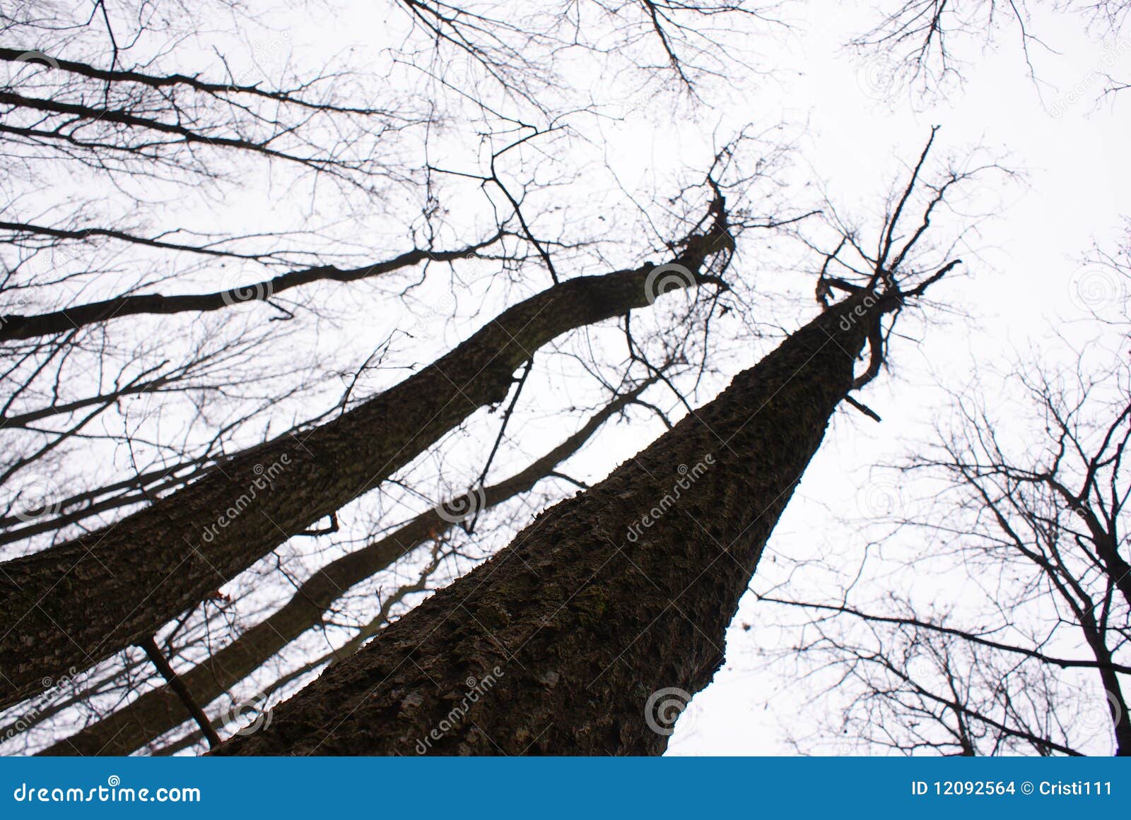 Trees on a diagonal stock photo. Image of beams, dusk - 12092564