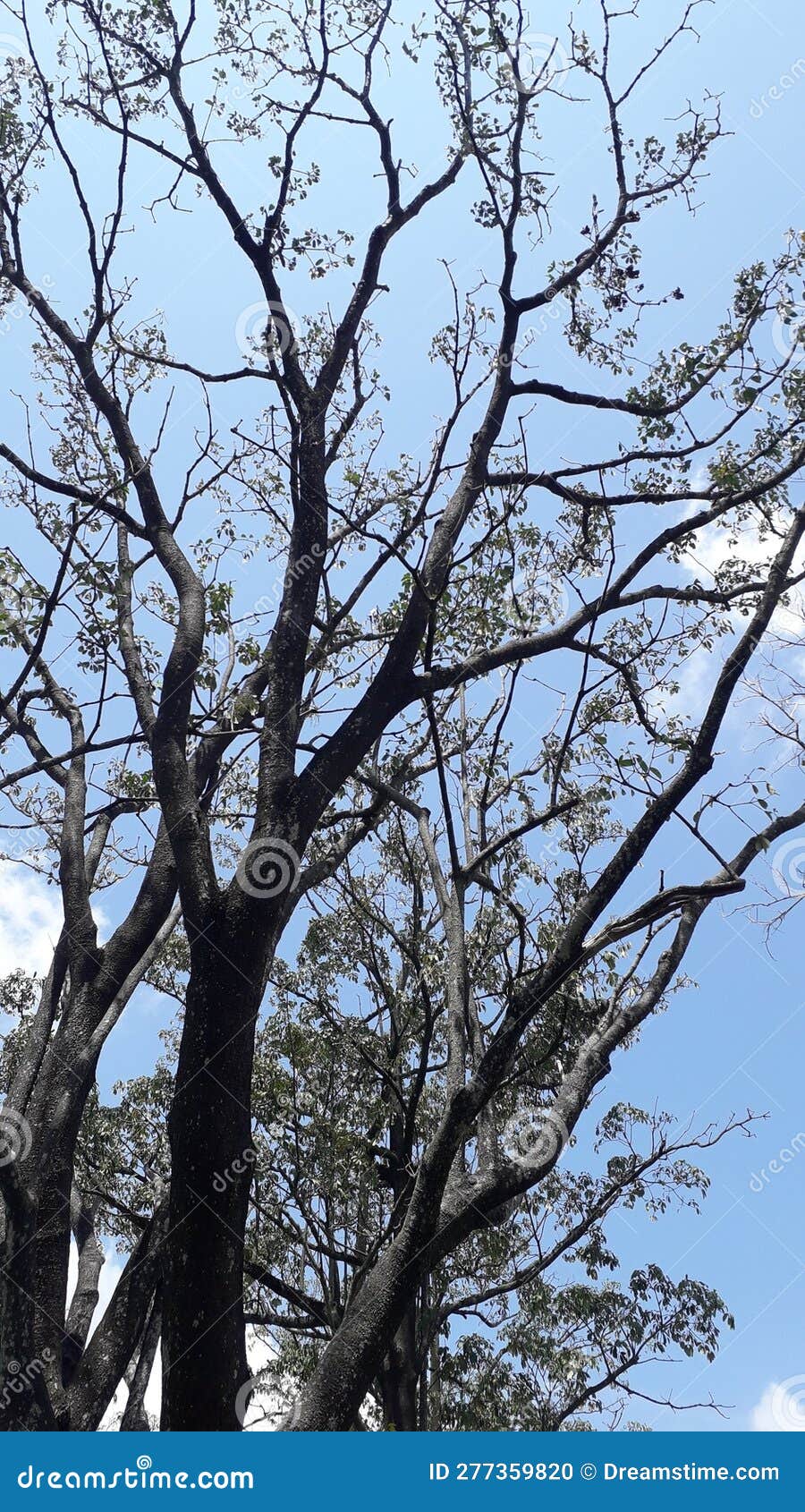 Trees that almost Died in the Wood Stock Photo - Image of wood, growing ...
