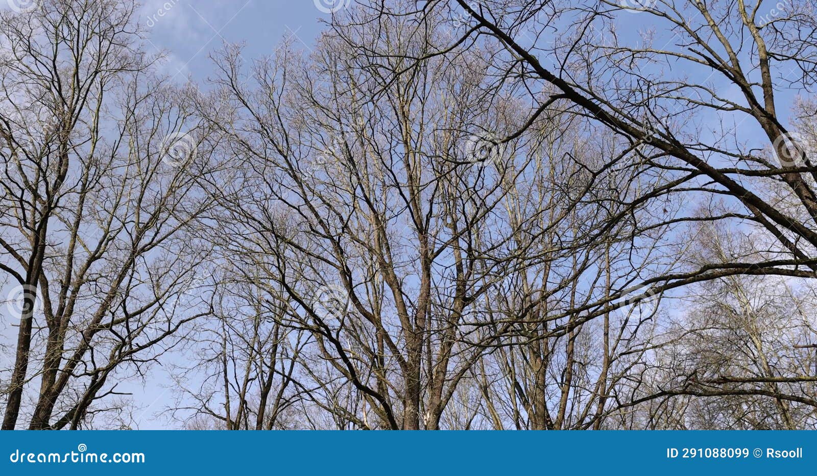 Trees of Different Varieties in the Spring Season , Bare Deciduous ...