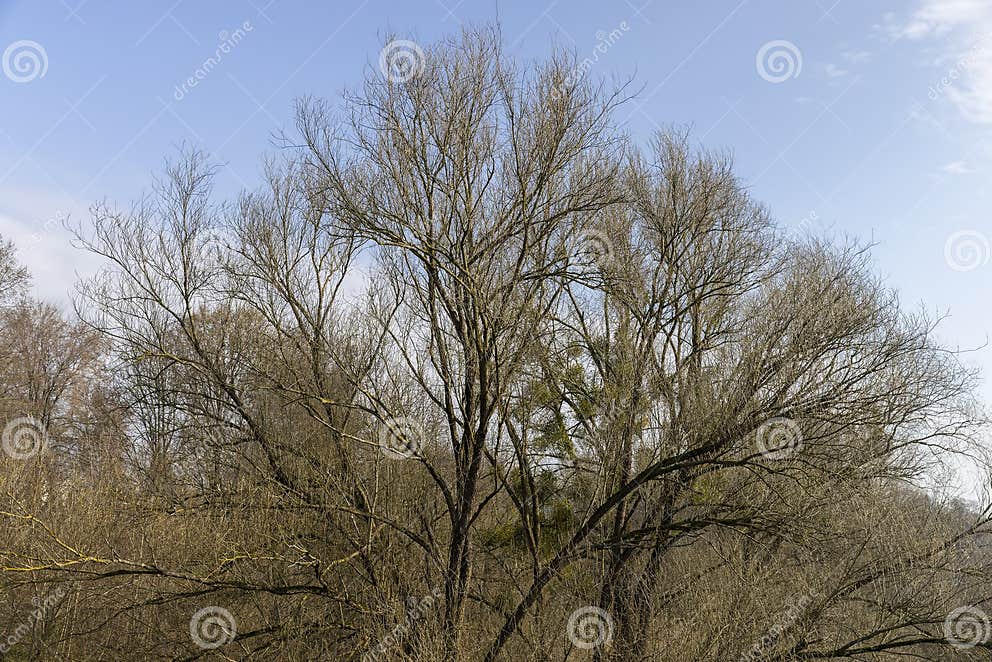 Trees of Different Varieties in the Spring Season Stock Photo - Image of beams, majestic: 316345416